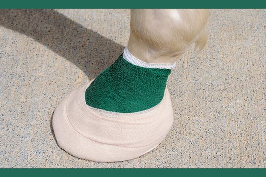 How to Wrap a Horse Hoof: A Step-by-Step Guide – Equine Care