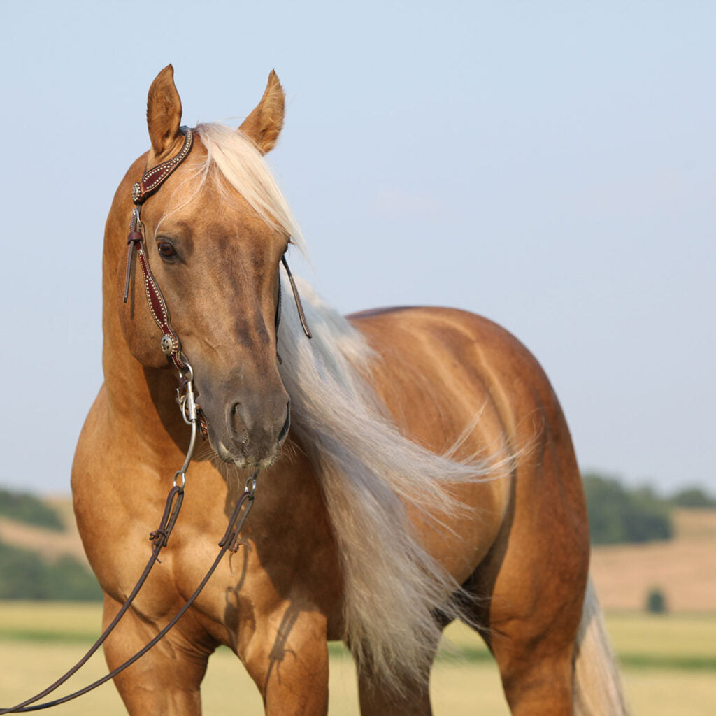 Horse Hoof Abscess Treatment & Hoof Care Step-by-Step – Equine Care